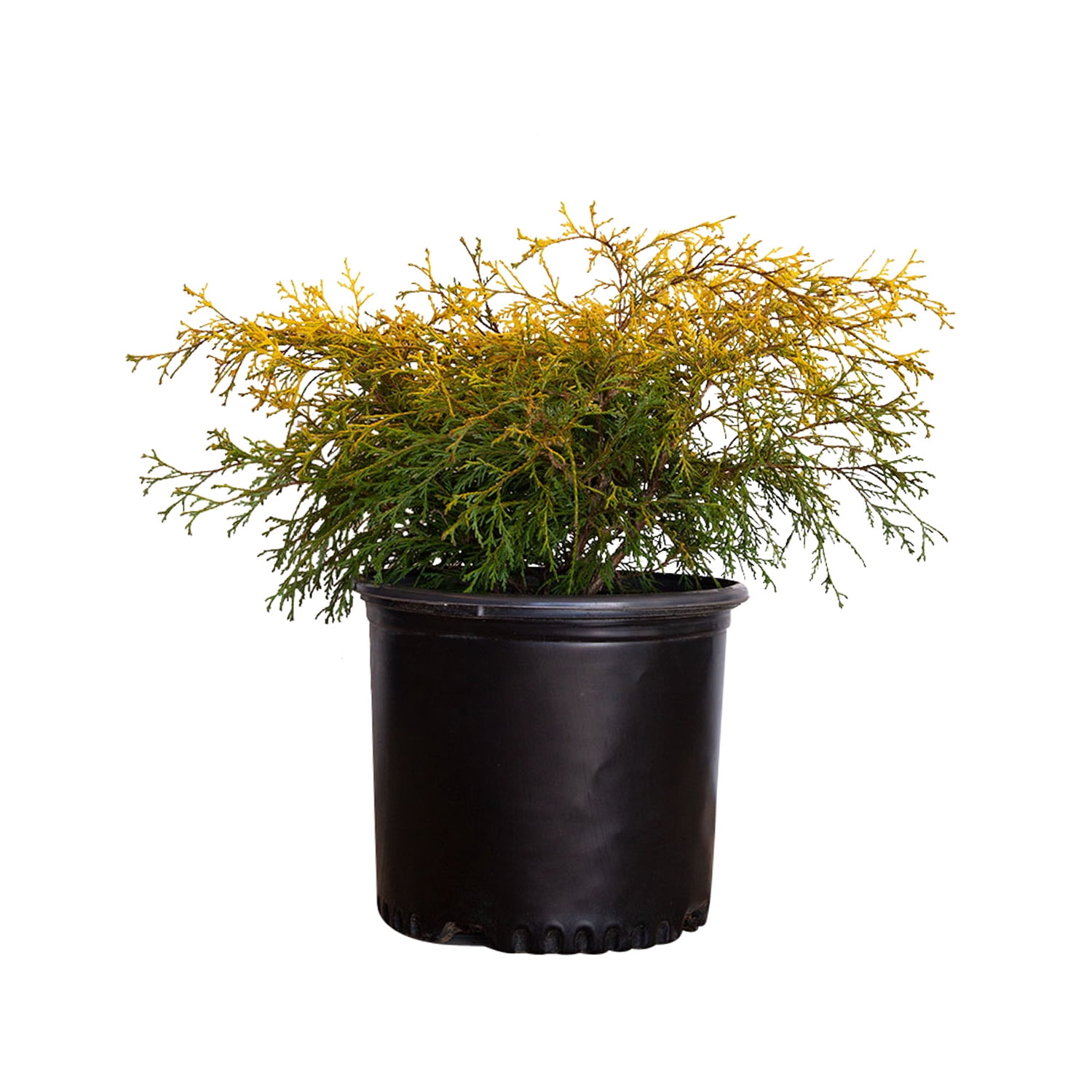 Expert Gardener Gold Mop Threadleaf False Cypress (2.5 Gallon ...