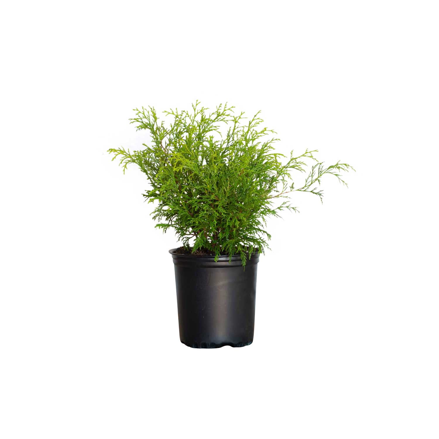 Gold Mop Threadleaf False Cypress (2.5 Quart) Evergreen Shrub - Yellow ...