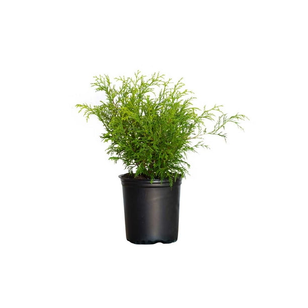 Gold Mop Threadleaf False Cypress (2.5 Quart) Evergreen Shrub - Yellow ...