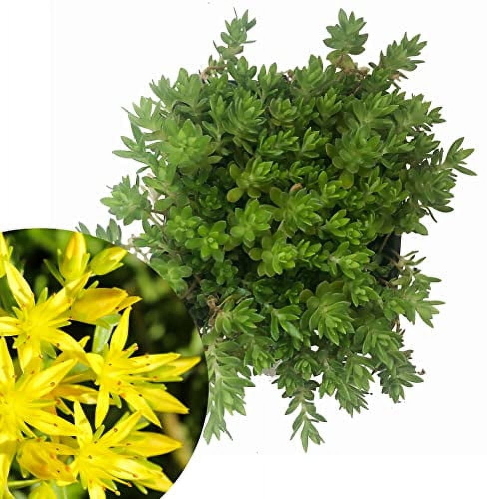 Gold Moss Stonecrop Sedum Live Plant (Sedum sarmentosum) 2.5 inch Pot - Walmart.com