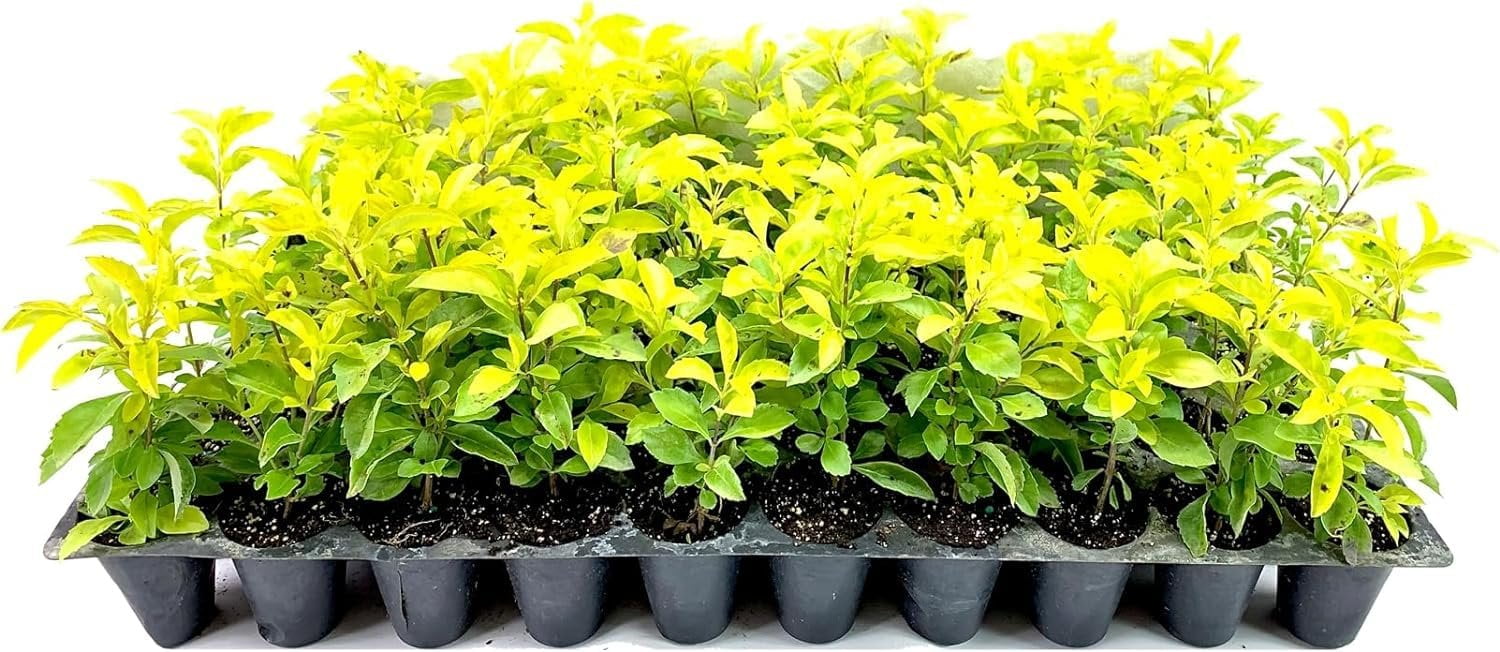 Gold Mound Duranta I 20 Live Plants I Duranta Erecta Repens I Vibrant ...