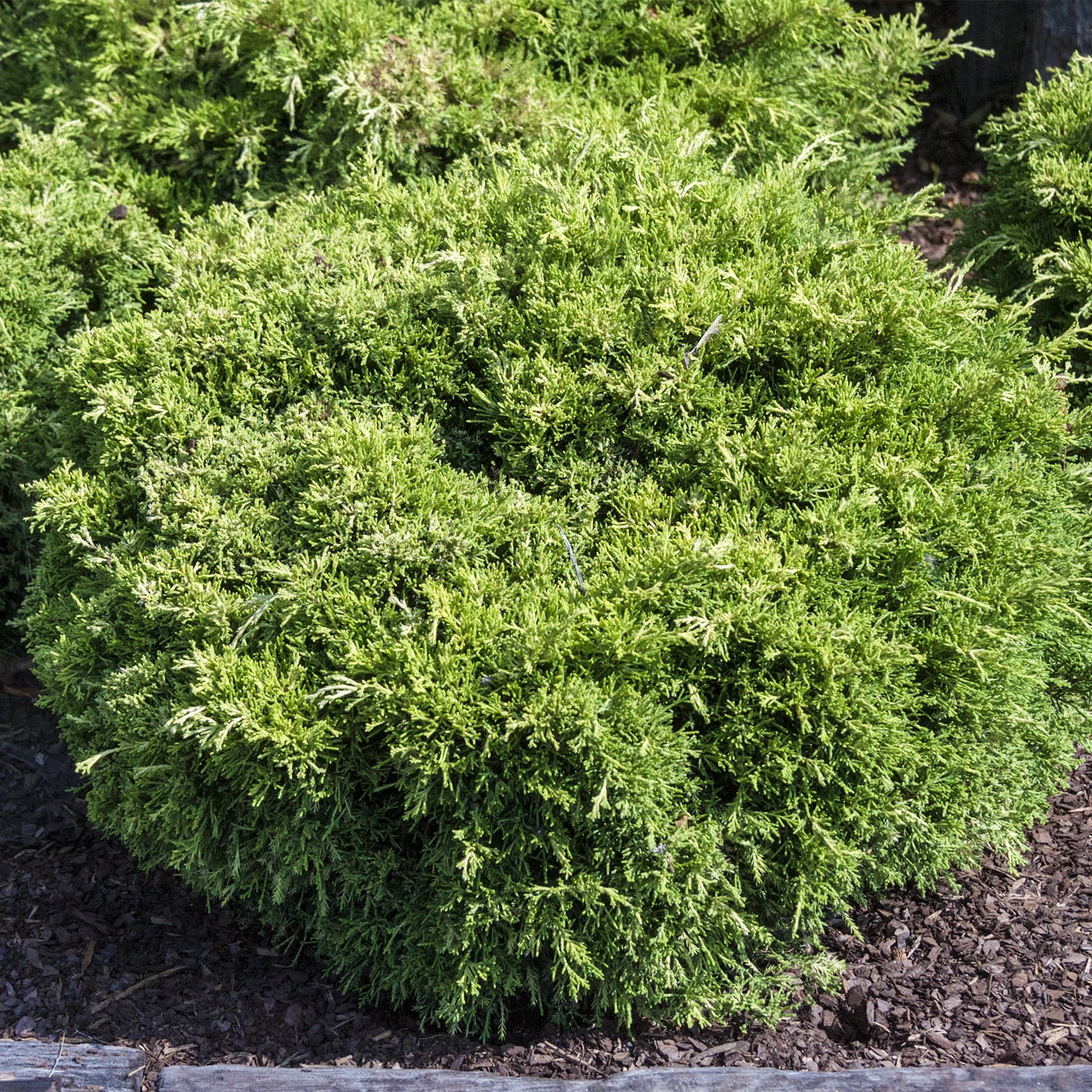 Gold Pfitzer Spreading Juniper Bush Potted Evergreen Shrub, in a 2.25 ...