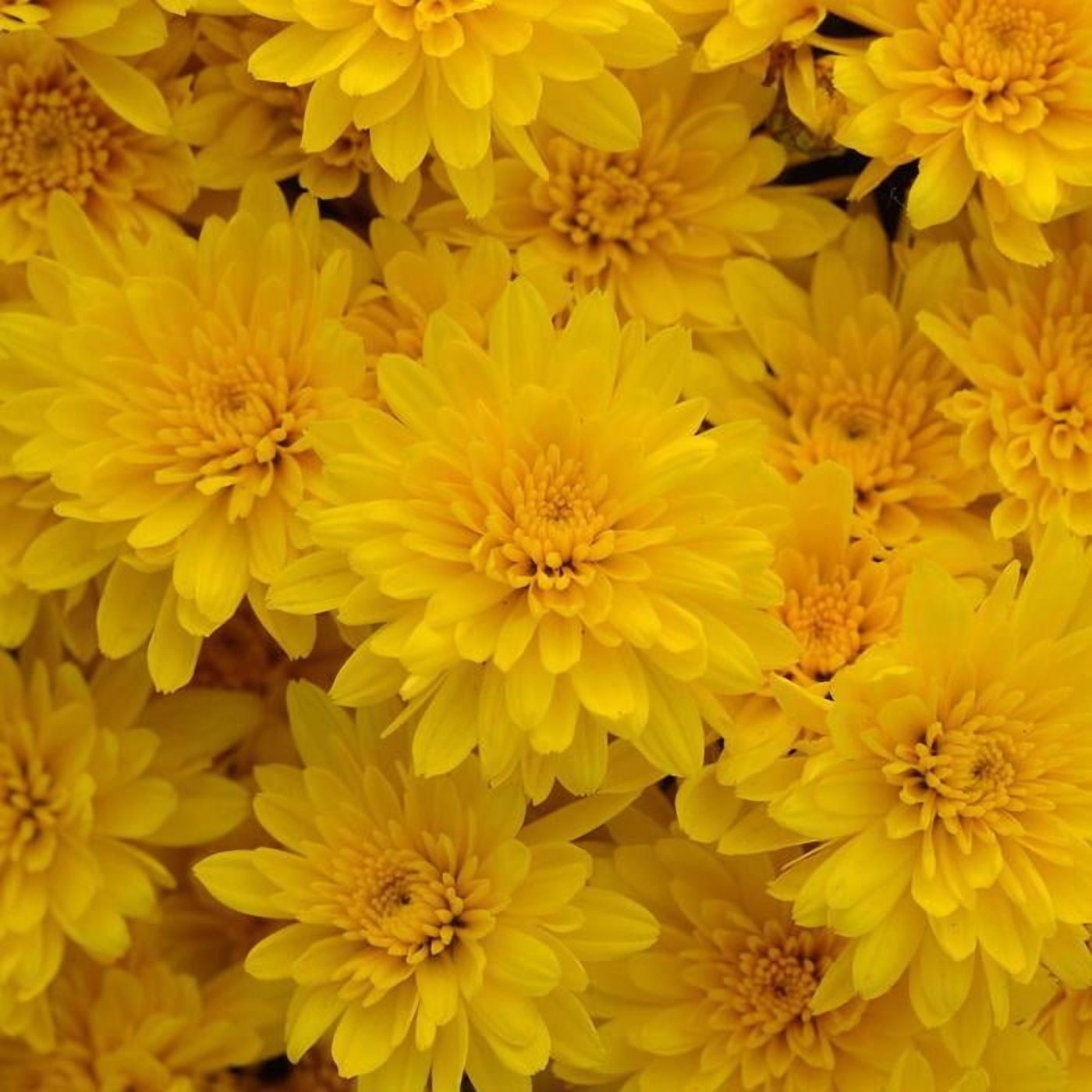 Gold Riot Yellow Garden Mum-Colorful Perennial for Borders and ...