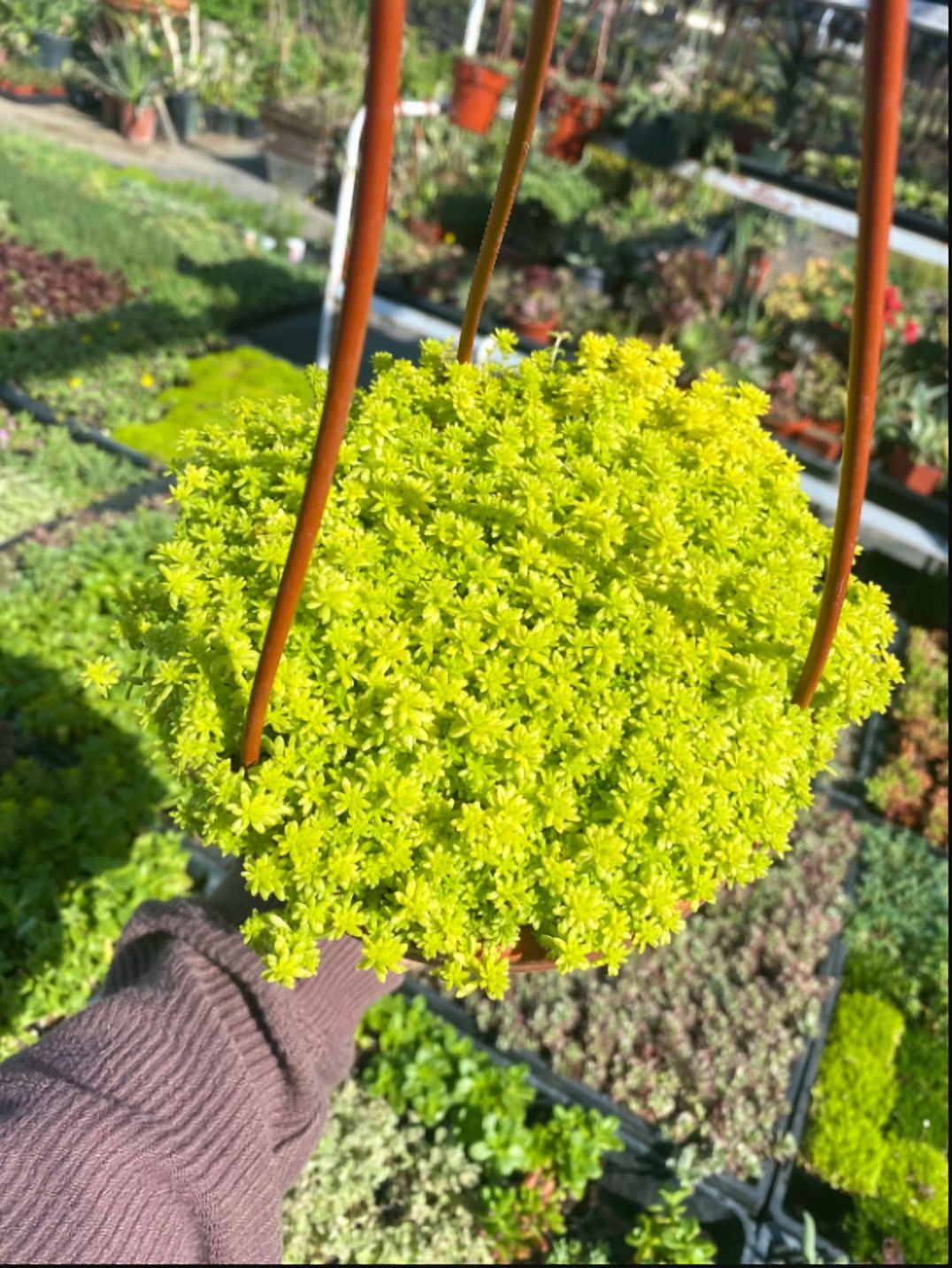 Gold Sedum Plant Live, Stonecrop Succulent Live Plant 4 Inch Container ...