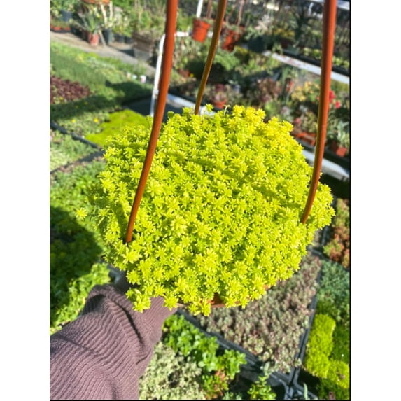 Gold Sedum Plant Live, Stonecrop Succulent Live Plant 4 Inch Container ...