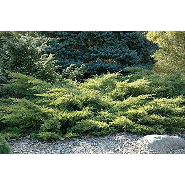 Gold Star Juniper 1 Live Gallon Size Plant Perfect for Landscaping, Low ...