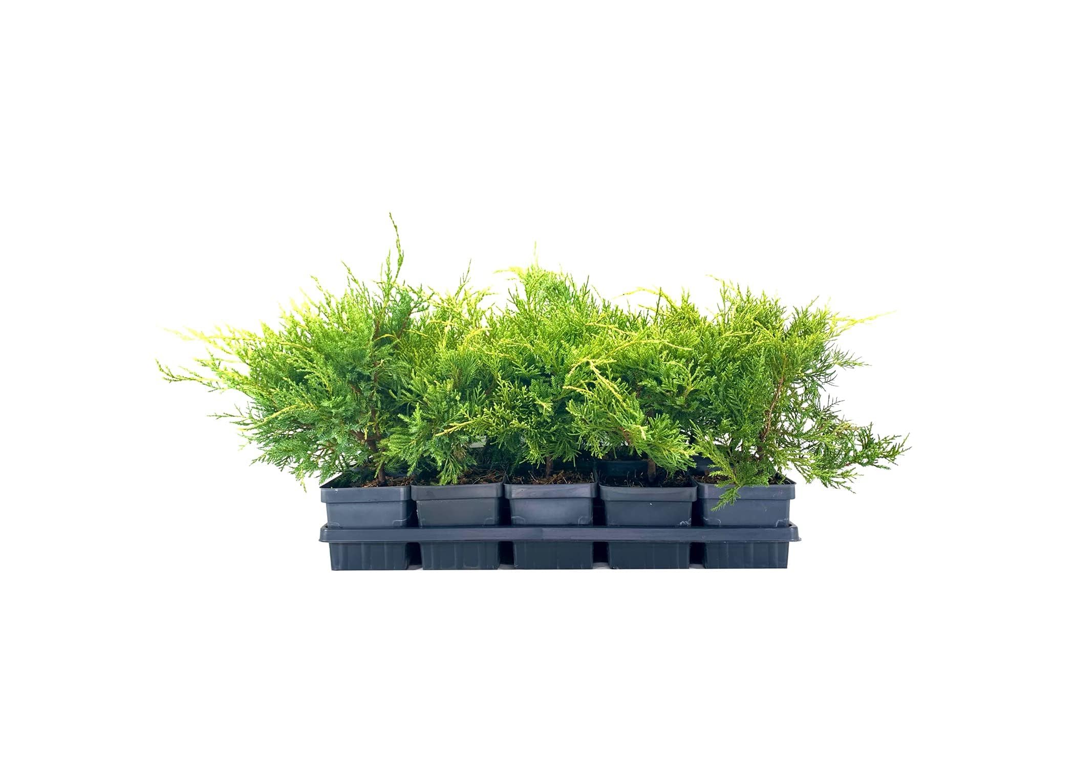 Gold Star Juniper | 3 Live 4 Inch Plants | Juniperus Chinensis | Low ...