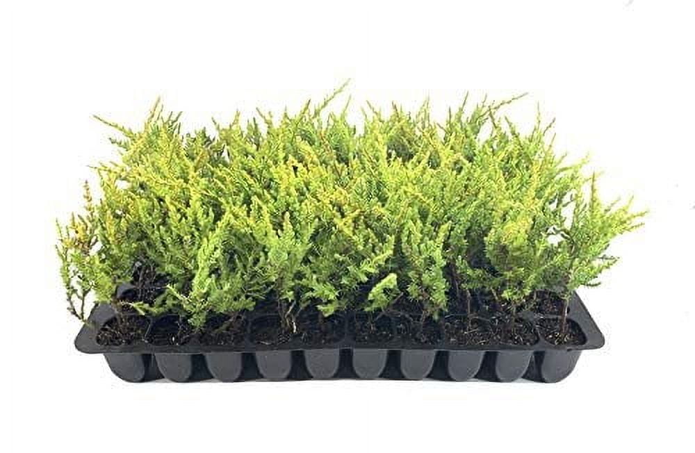 Gold Star Juniper - 40 Live Plants - Juniperus Chinensis - Drought ...