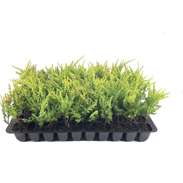 Gold Star Juniper - 40 Live Plants - Juniperus Chinensis - Drought ...