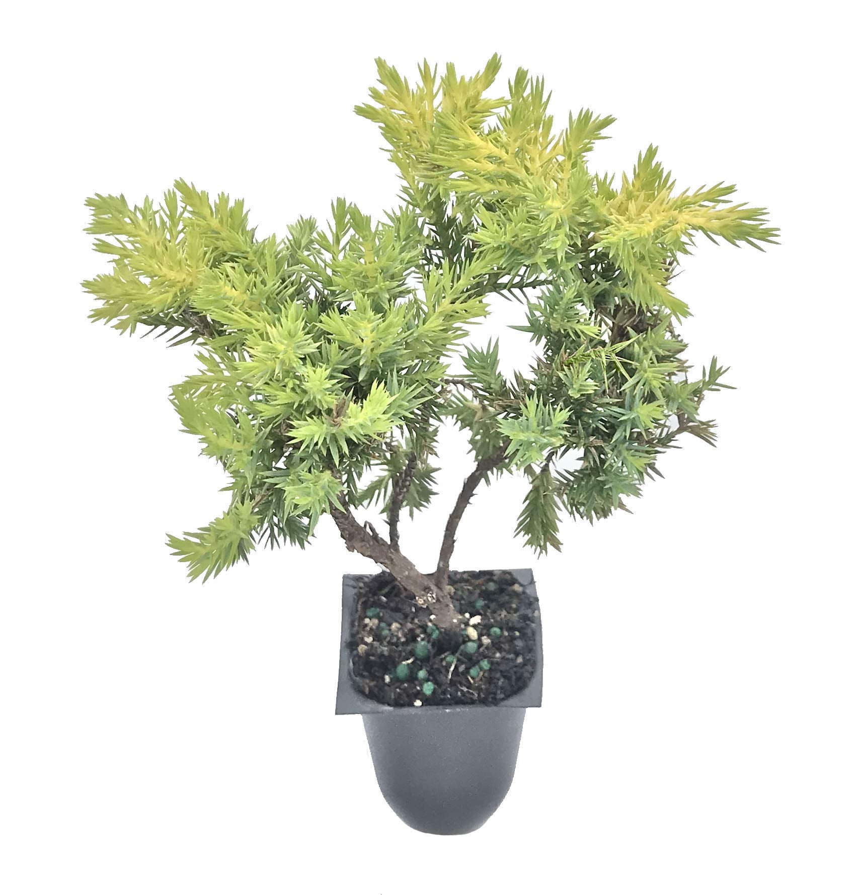 Gold Star Juniper | 40 Live Plants | Juniperus Chinensis | Low ...