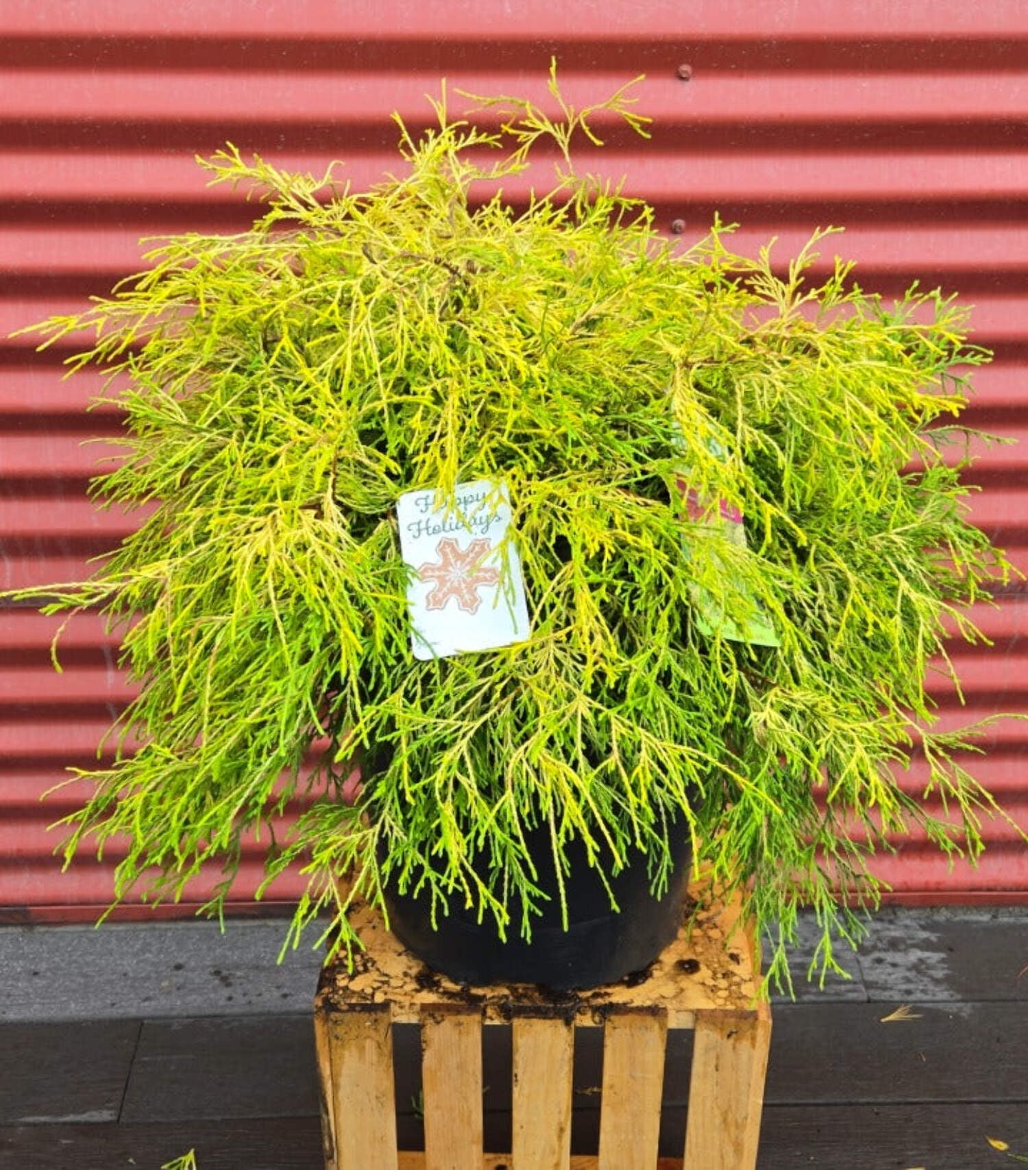 Gold Thread Cypress - Walmart.com