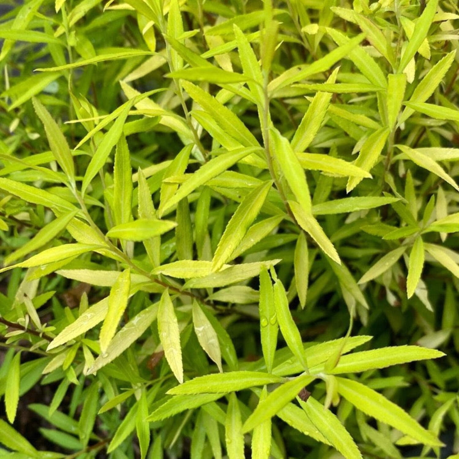 Gold Thread™ Spirea, Mellow Yellow Spiraea - 3 Gallon Pot - Walmart.com