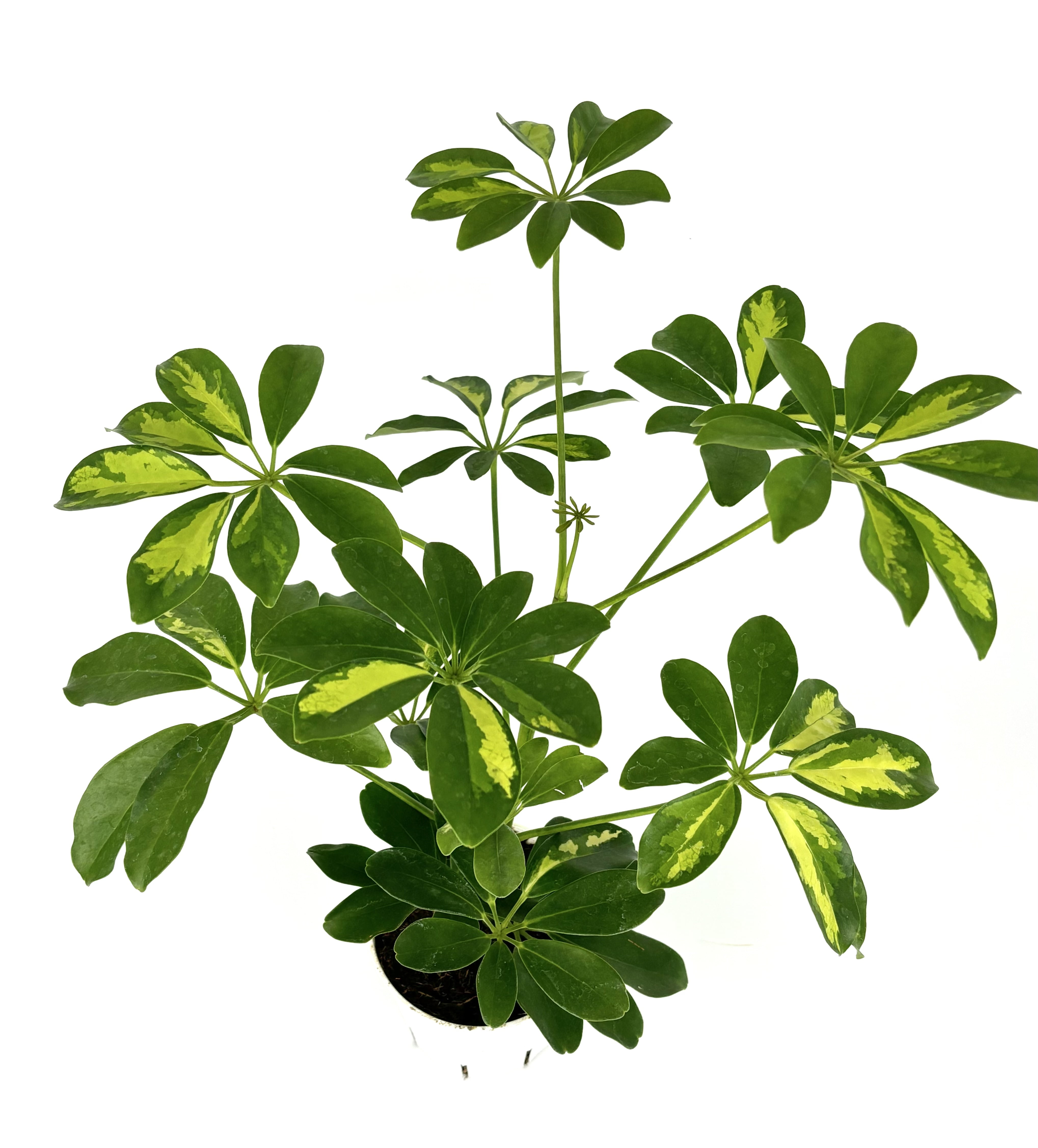 Gold Umbrella Tree Schefflera Arboricola Gold Capella, 4" Pot ...