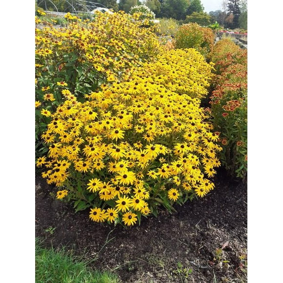 Blackeyed Susan Plants