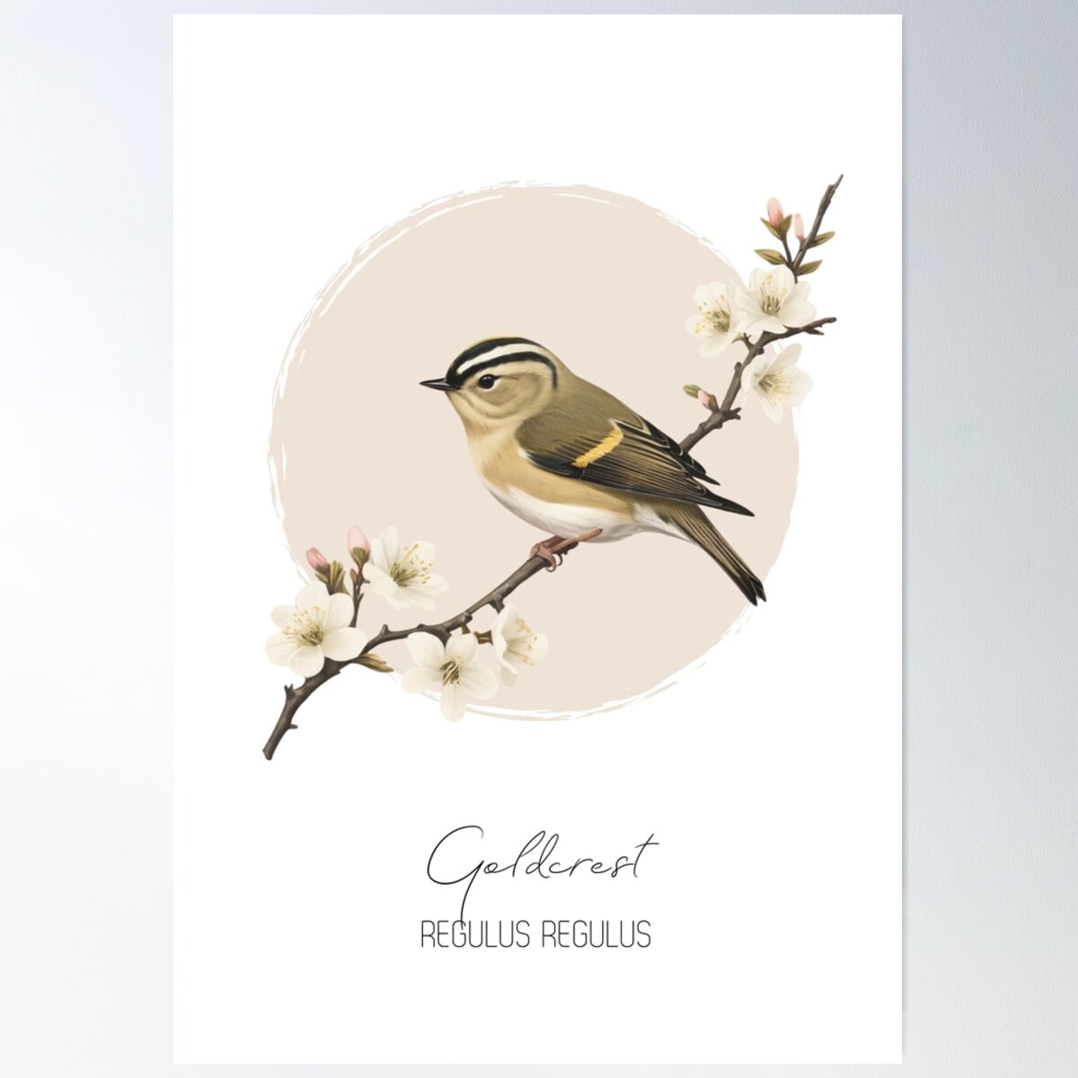 Goldcrest Bird Illustration, Golden Crest Drawing, Regulus Regulus ...