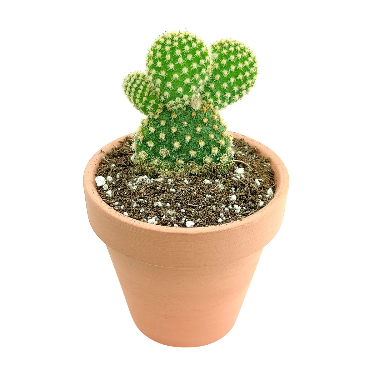 Golden Angel Wing Cactus (2"+ Clay Pot) - Bunny Ears Funny Cactus ...