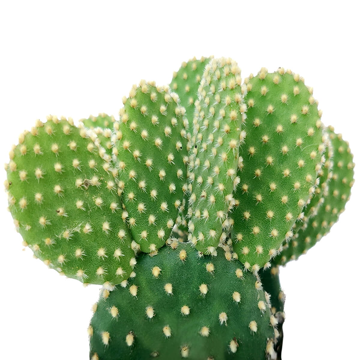 Golden Angel Wing Cactus (2"+ Plastic Pot) - Bunny Ears Funny Cactus ...
