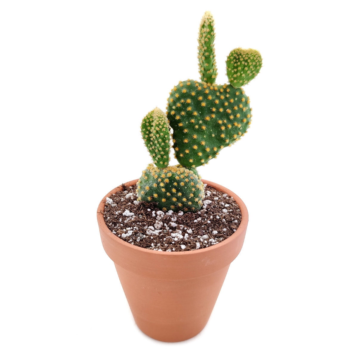 Golden Angel Wing Cactus (4"+ Clay Pot) - Bunny Ears Funny Cactus ...