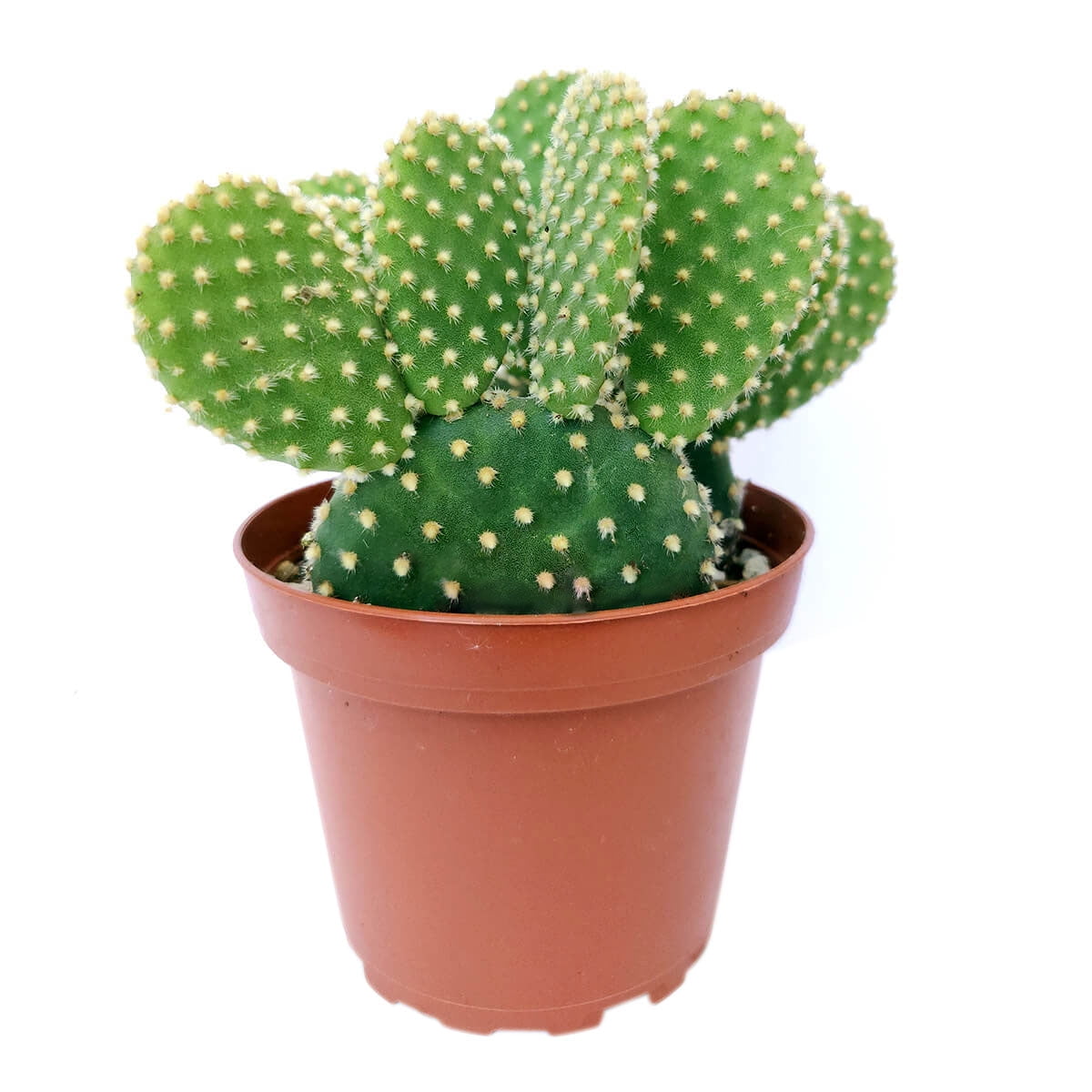Golden Angel Wing Cactus (4"+ Plastic Pot) - Bunny Ears Funny Cactus ...