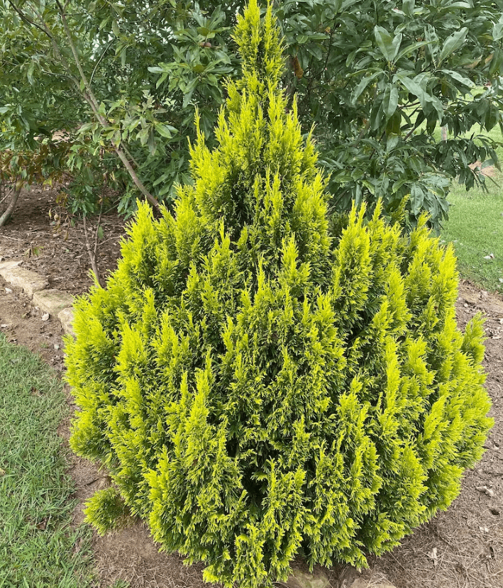 Golden Arborvitae Tree Live for Planting, Thuja Plicata Tree Live for ...