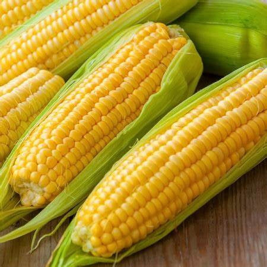 Golden Bantam Corn Seeds - 200 Count Seed Pack - an Outstanding Sweet ...