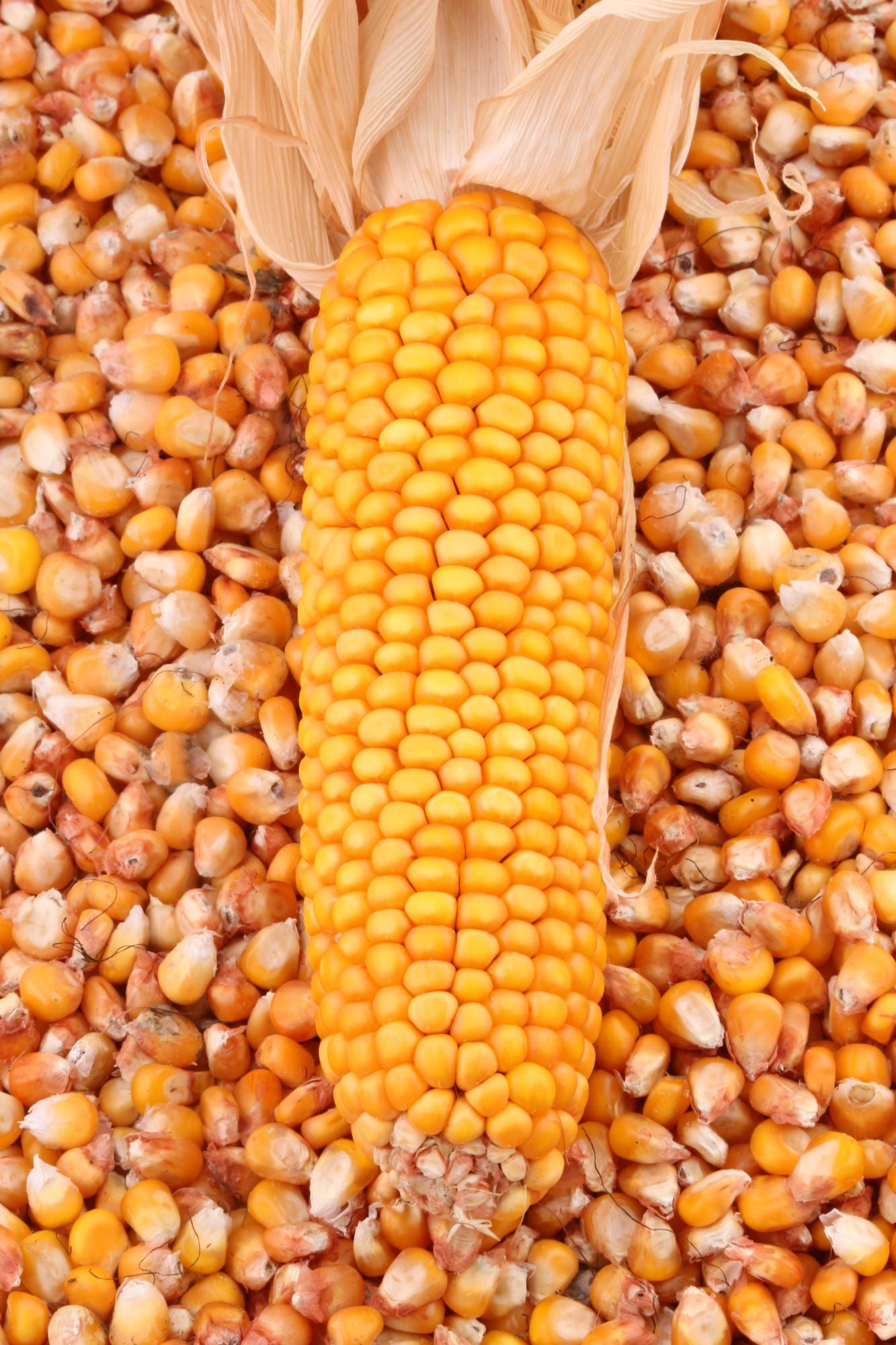 Golden Bantam Corn / Zea mays/ Annual/ Full Sun/ 125 Seeds 1 oz ...