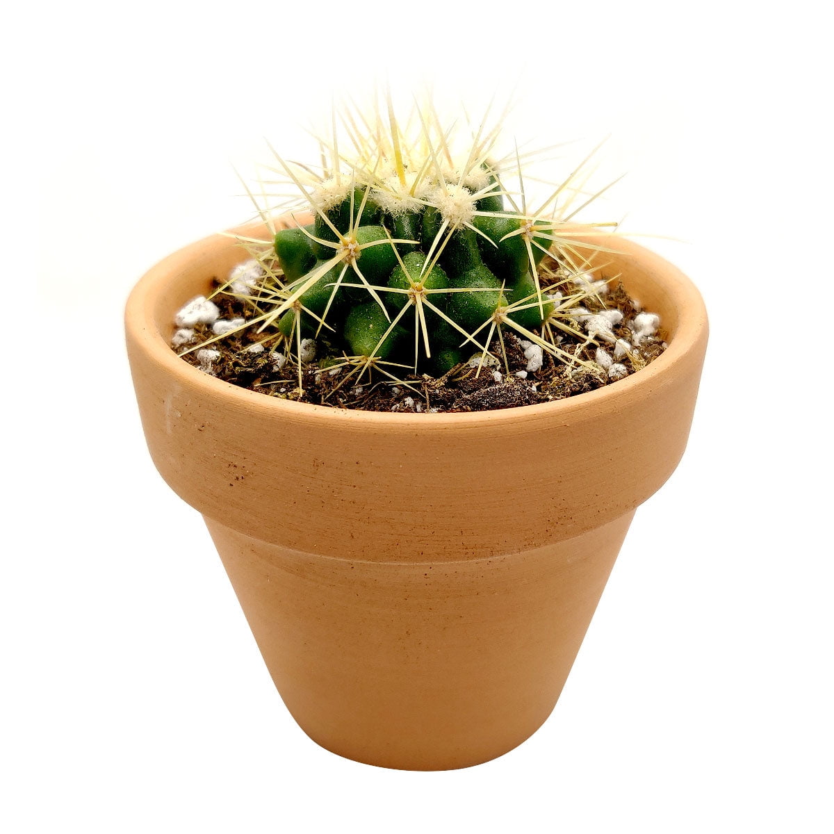 Golden Barrel Cactus (4"+ Clay Pot) - Live Cactus - Unique Shaped ...
