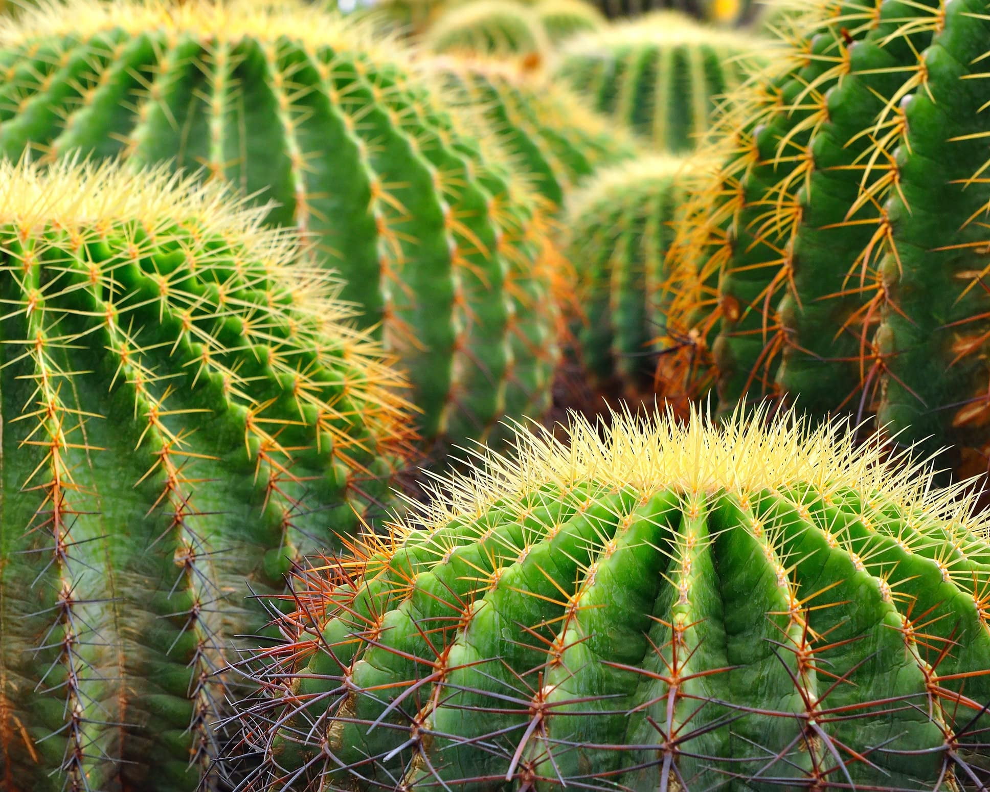 Golden Barrel Cactus Seeds - 50 Seeds -Echinocactus grusonii - Ships ...