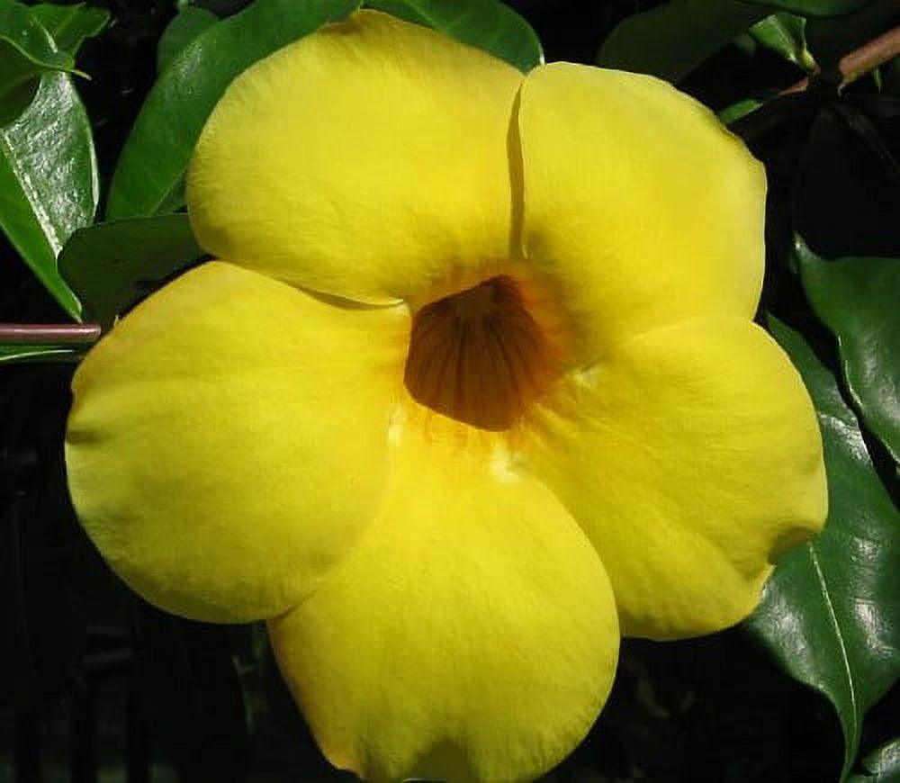 Golden Brazilian Jasmine Plant - Indoors/Out - Mandevilla - 6" Pot ...