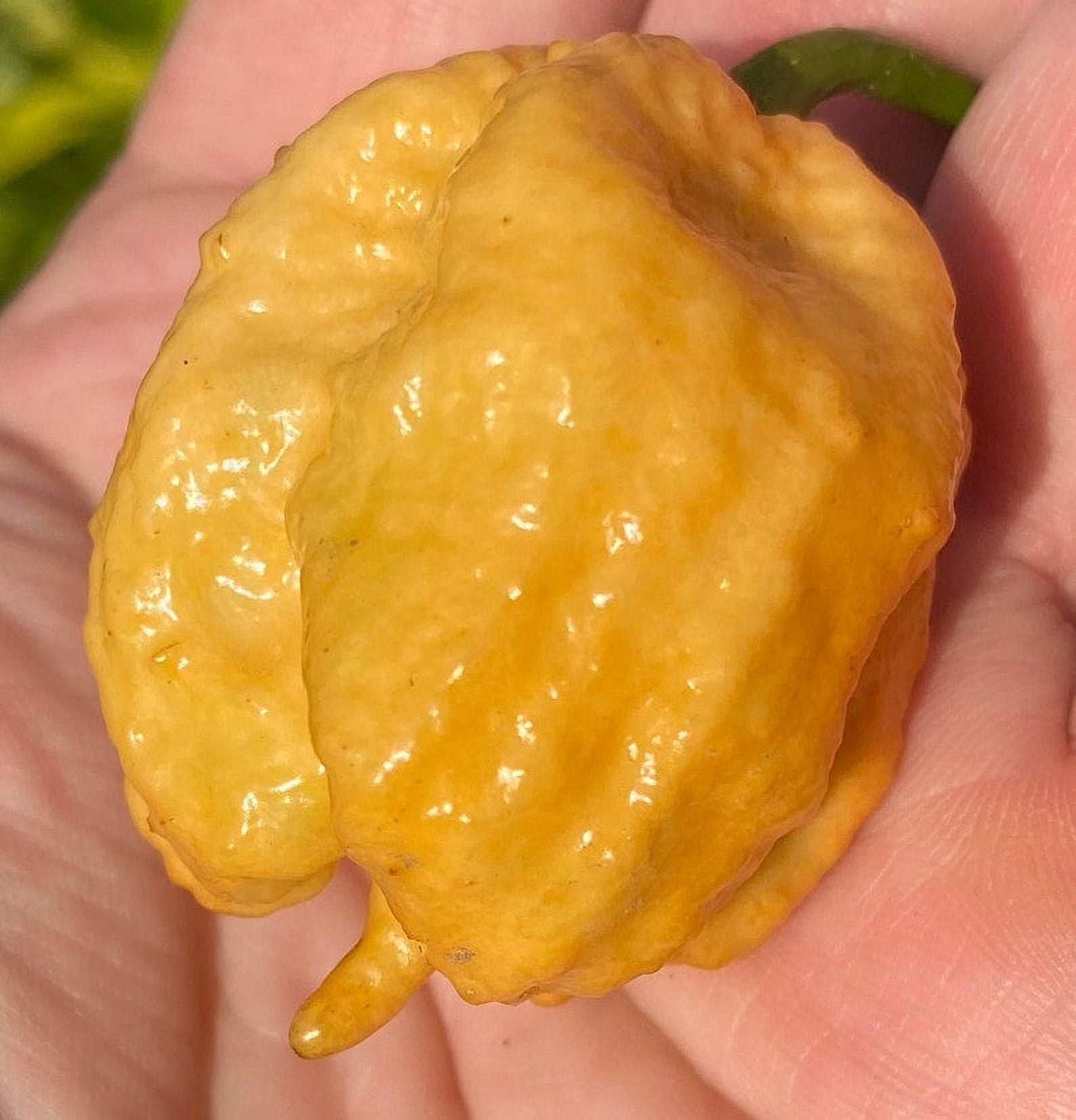 Golden Carolina Reaper HP22B Pepper Premium Seeds Packet Record Hottest ...