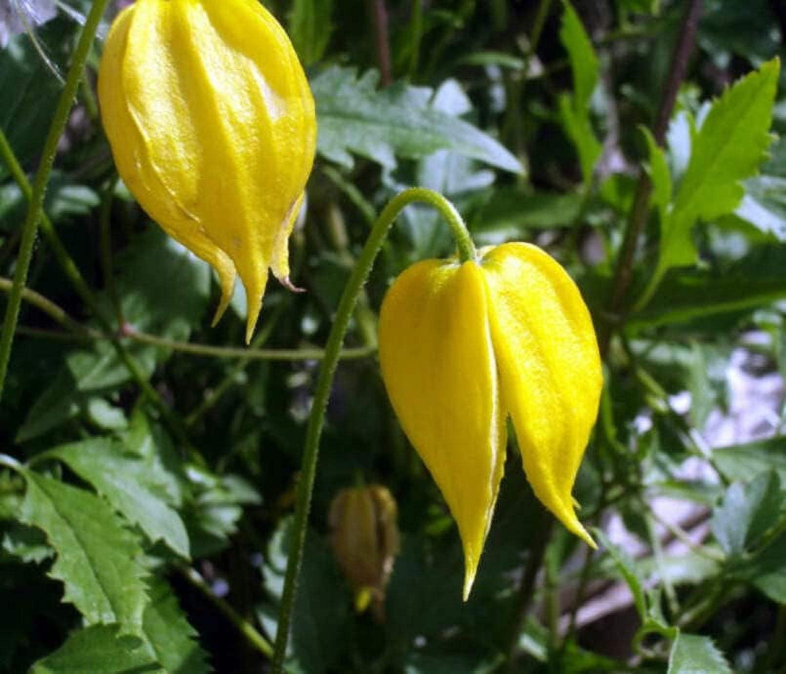 Golden Clematis Seeds for Planting (20 Seeds) - Clematis tangutica ...
