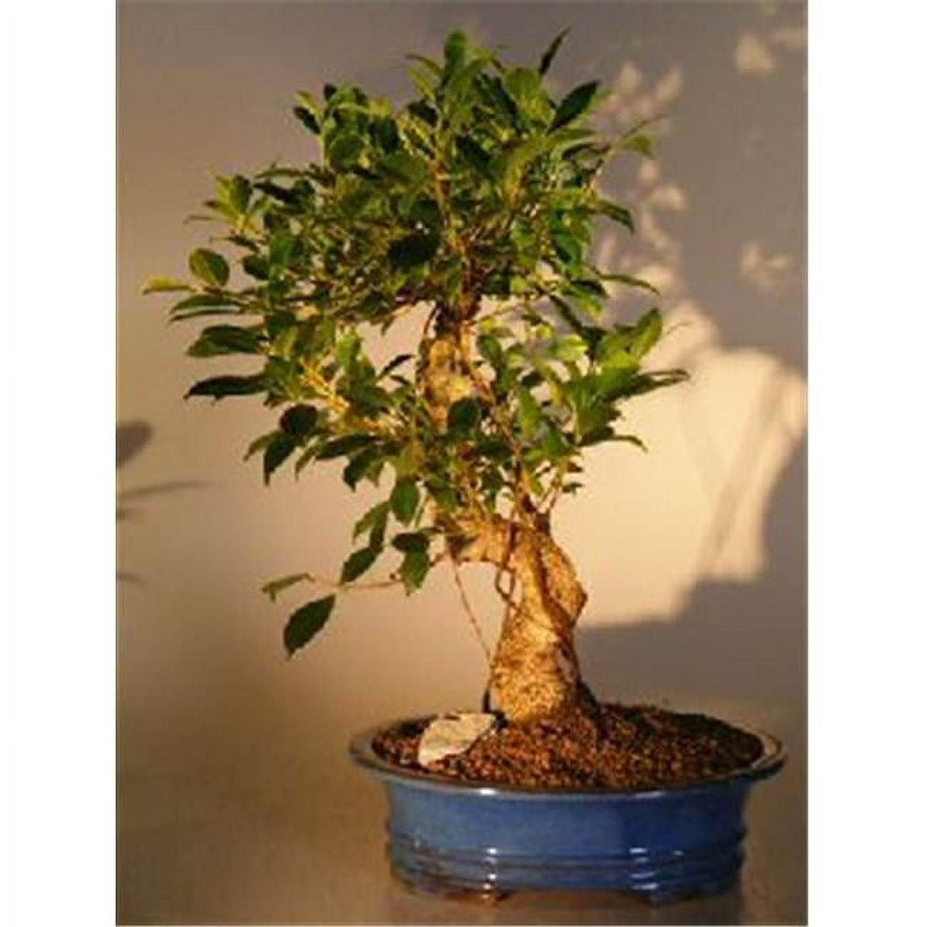 Golden Coin Bonsai Tree - Ficus Retusa - Extra Large - Walmart.com