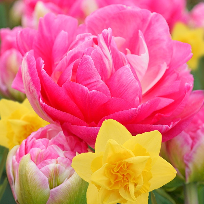 Golden Cotton Candy Tulip & Daffodil Blend Flower Bulbs - 10 Bulbs per ...