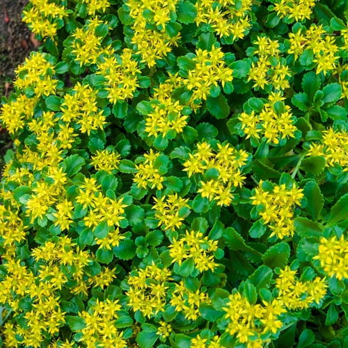 Golden Creeping Sedum Bare Root Starter Perennial Plant grown in a 3 ...
