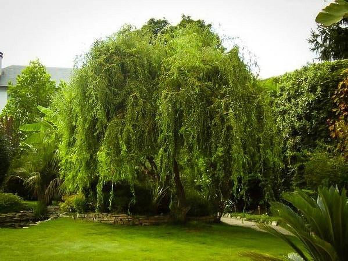 Bonsai Dwarf Weeping Willow Tree Cutting - Excellent Bonsai Tree ...