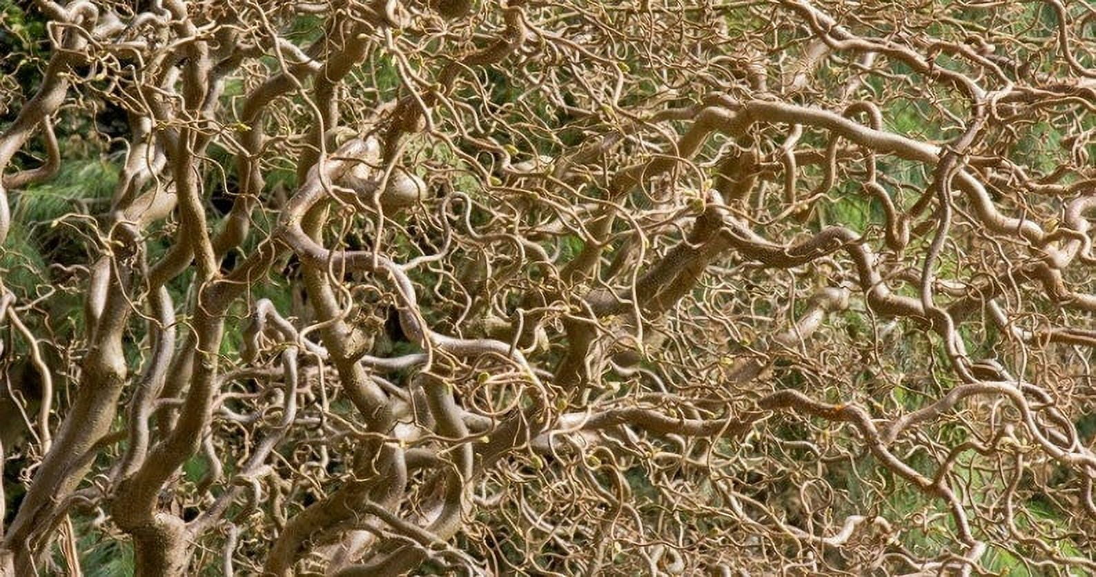Home Shops USA Gold Corkscrew Willow Tree Cutting Live Plants in 6 ...