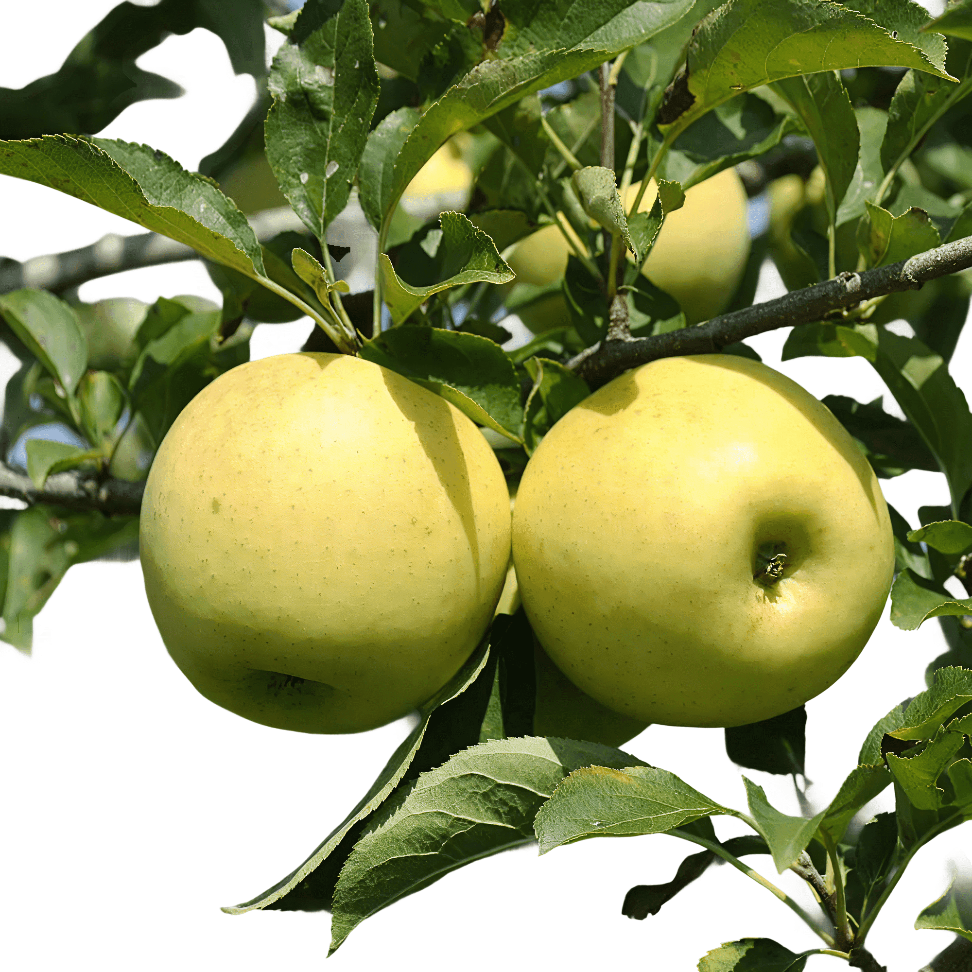 Golden Delicious Apple Tree Live Trees, Sweet, Yellow Apples - Walmart.com