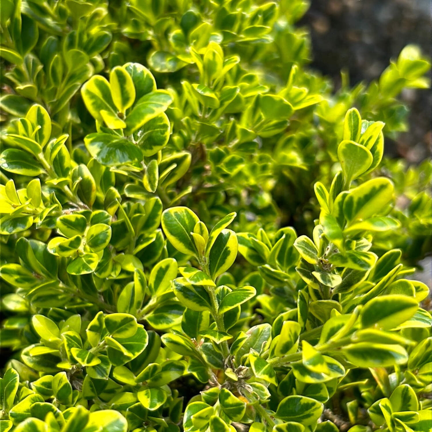 Golden Dream Boxwood - 3 Gallon Pot, Live Variegated Evergreen Shrub ...