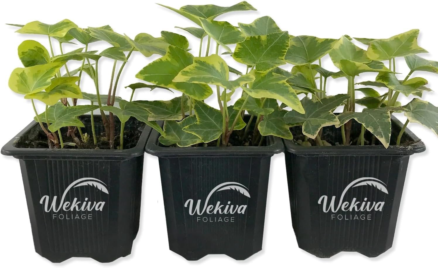 Golden English Ivy - 3 Live Plants in 3 Inch Pots - Hedera Helix ...