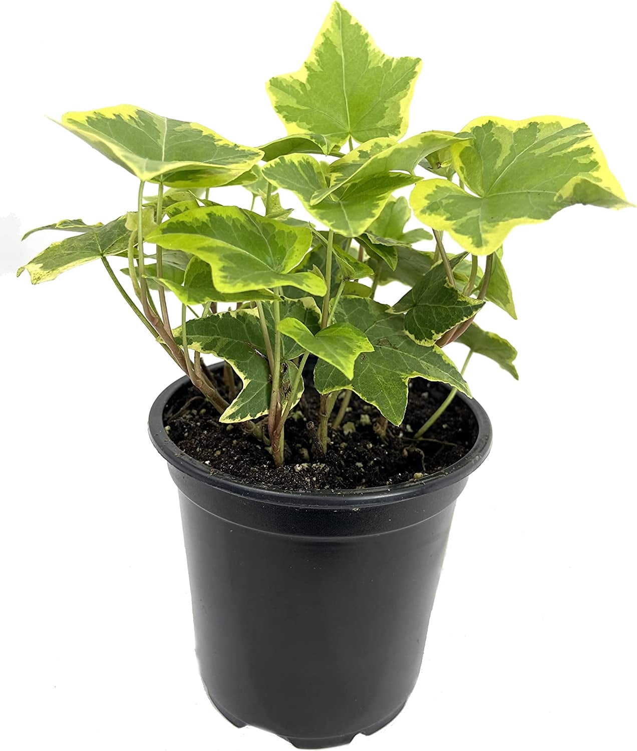 Golden English Ivy - 3 Live Plants in 4 Inch Pots - Hedera Helix ...