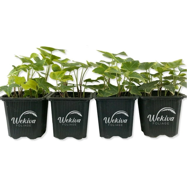 Golden English Ivy - 4 Live Plants in 3 Inch Pots - Hedera Helix ...