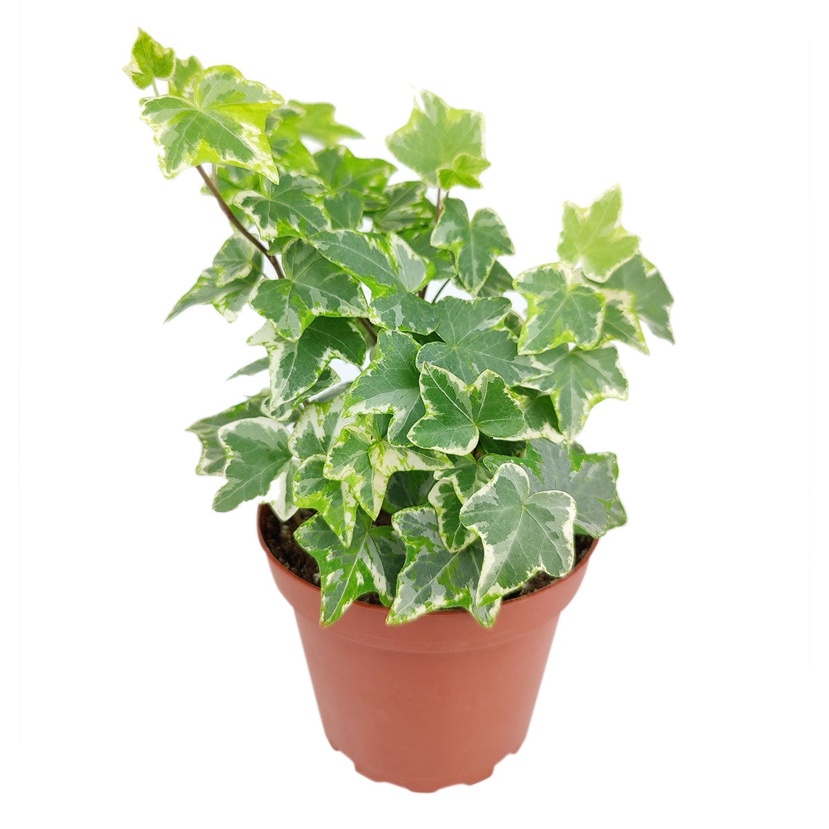 Golden English Ivy - 4 inch + Plastic Pot - Walmart.com