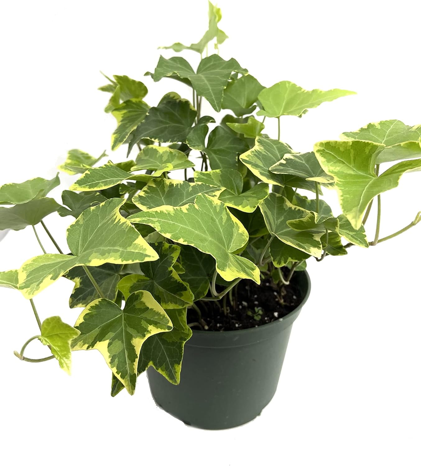 Golden English Ivy - 5 Live Plants in 6 Inch Pots - Hedera Helix ...