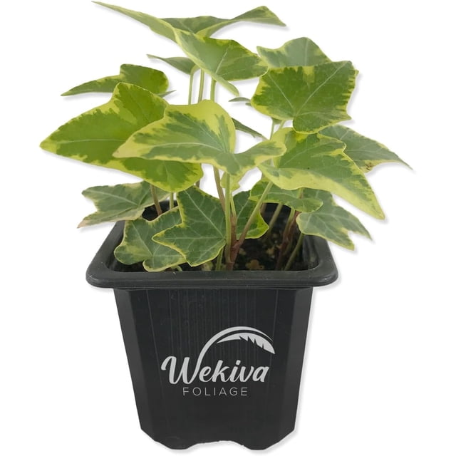 Golden English Ivy - Live Plant in a 3 Inch Pot - Hedera Helix ...