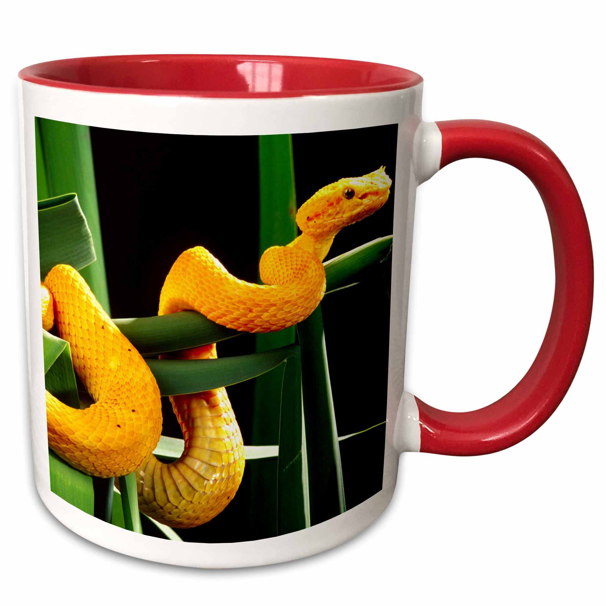 3drose, Golden Eyelash Viper Snake - Na02 Dno0463 - David Northcott ...