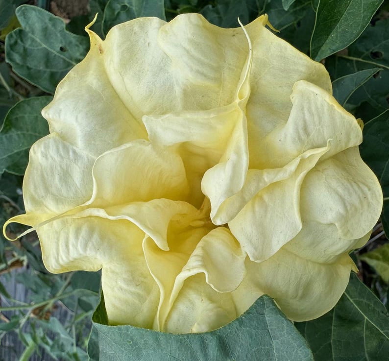 Golden Flames Datura Metel Moonflower Moon Lily Angel's Trumpet Flower ...