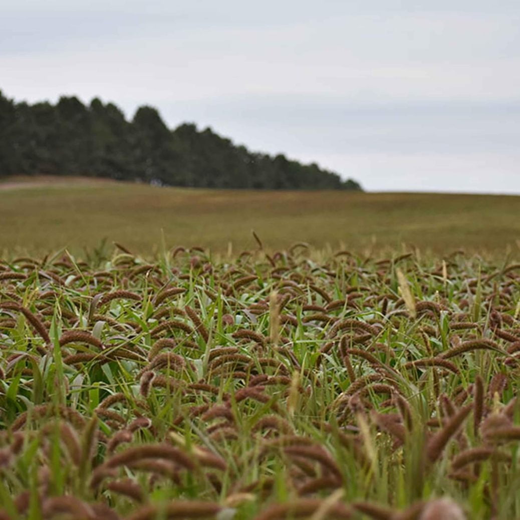 Golden German Millet Seed, 1/4 Acre, Fast-Growing & Versatile, Food ...