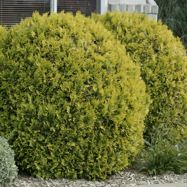 Golden Globe Arborvitae Thuja Dormant Bare Root Evergreen Starter Shrub - 1 starter plant per ...