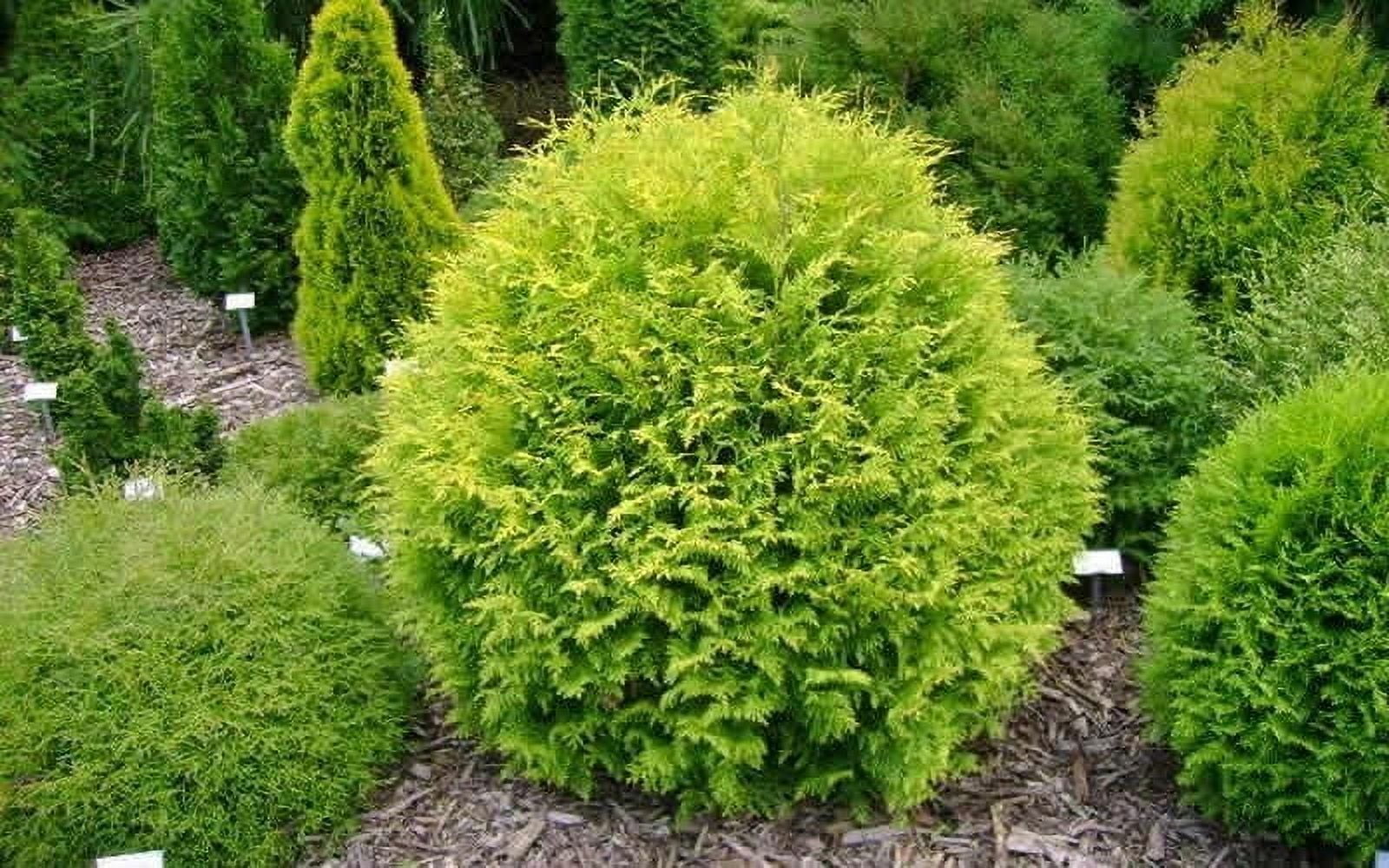 Golden Globe Dwarf Arborvitae Thuja - Live Plant for Full Sun Outdoor ...