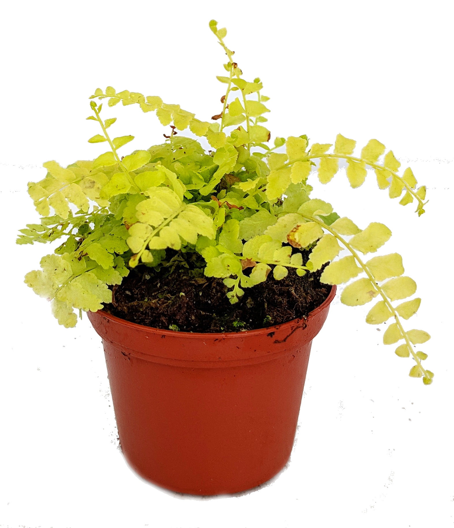 Golden Glow Boston Fern - Nephrolepis - Lemon Yellow Color - Live Plant ...